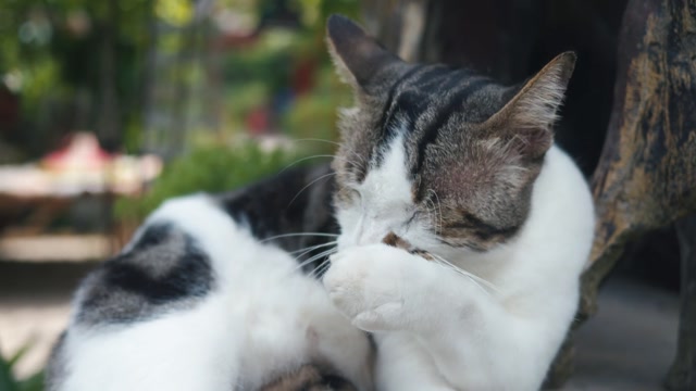 Closing Eyes | Animals stock footage - Storyblocks