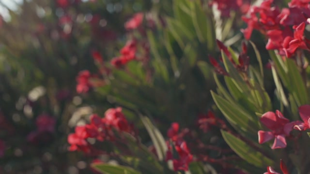 Cinemagraph Flowers Stock Footage: Royalty-Free Video Clips - Storyblocks