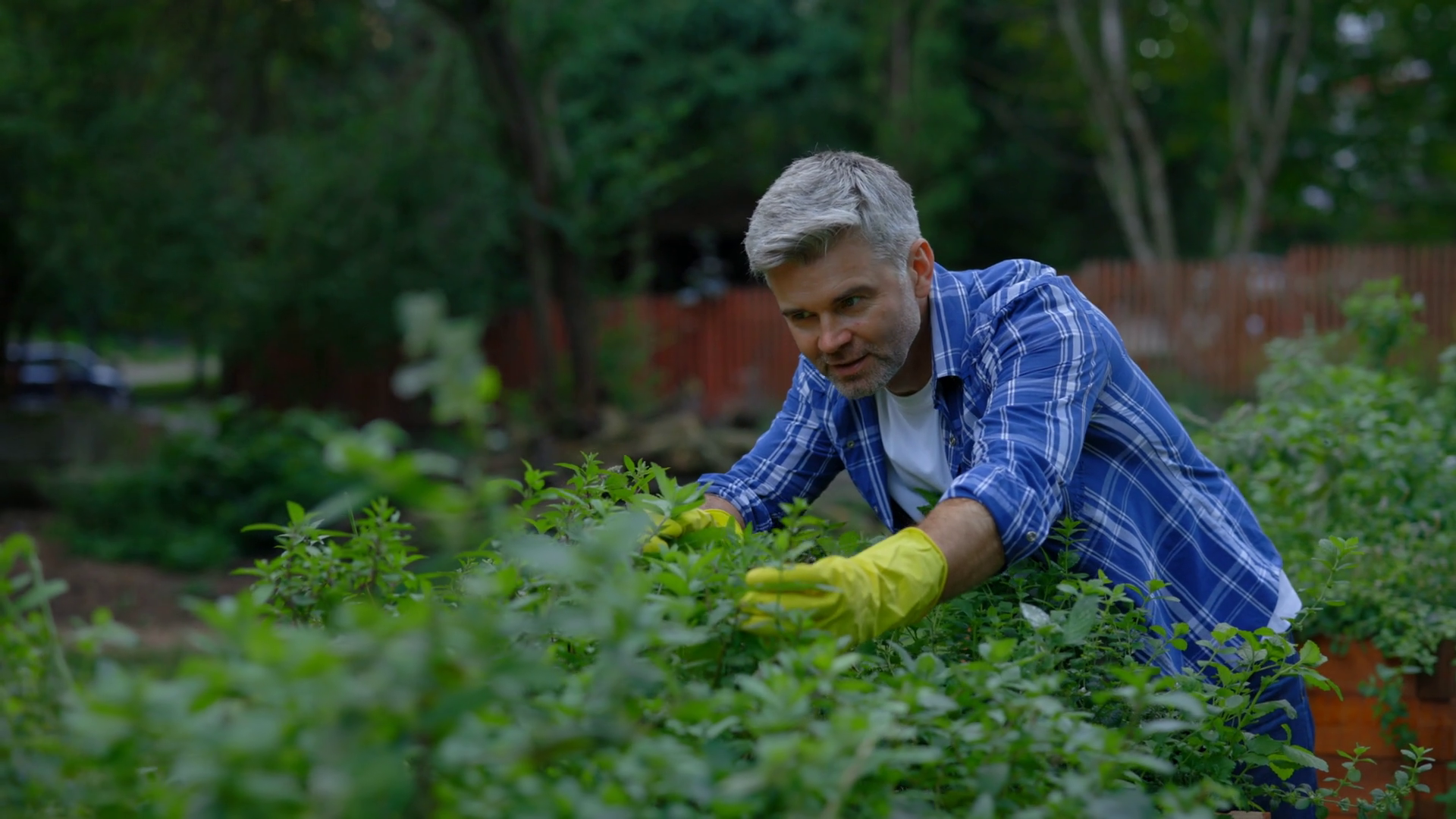 Male Farmer Growing Taking Care Of Mint Man Stock Footage SBV-351988850 ...