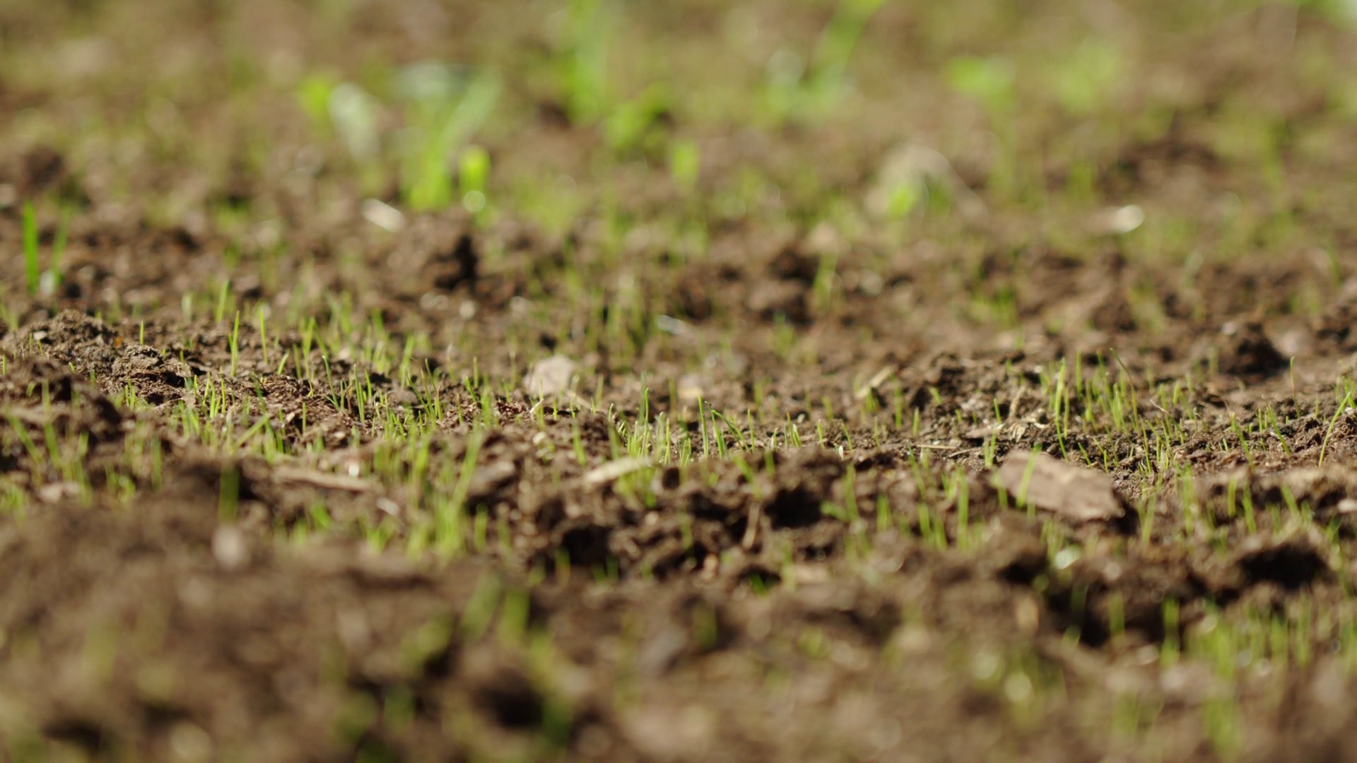 Emerging Green Grass Sprouts Flourish In Stock Footage SBV-352655946 ...