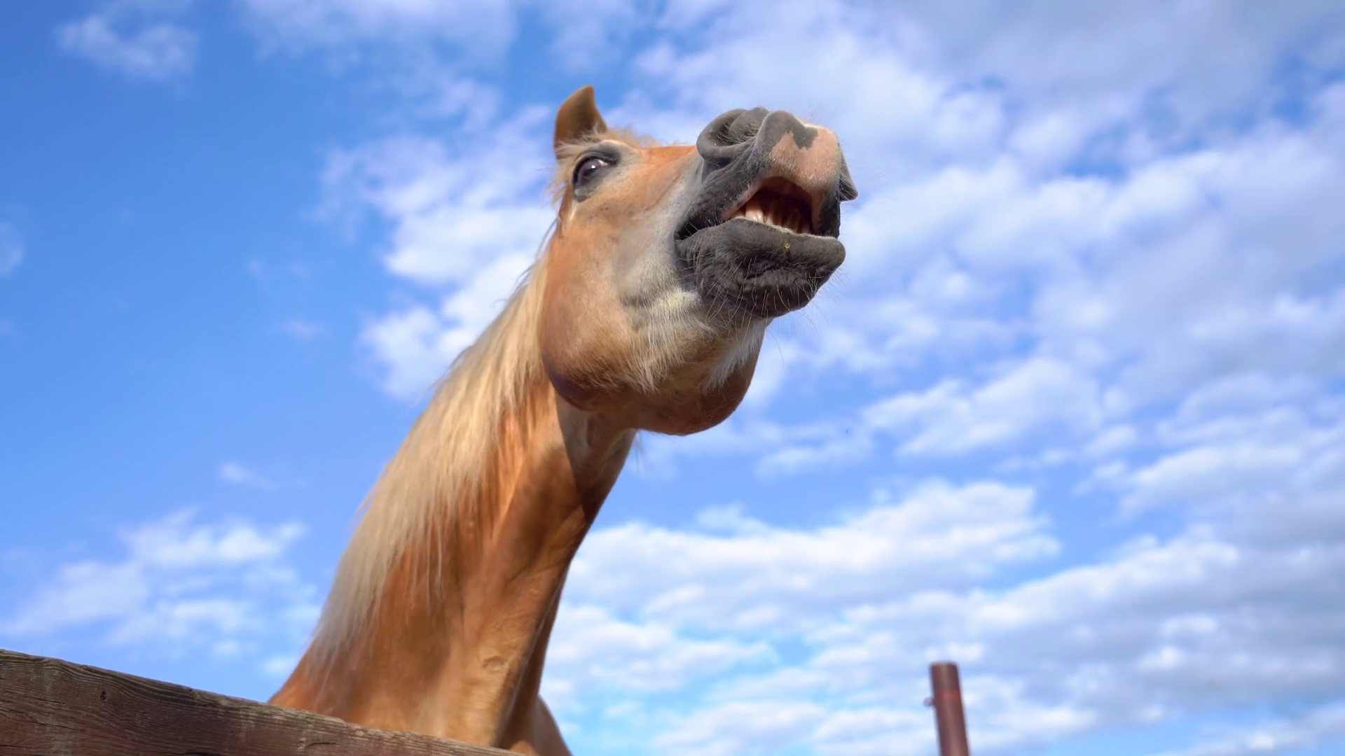 Curious Horse Interacts Playfully At Farm Stock Footage SBV-352191054 ...