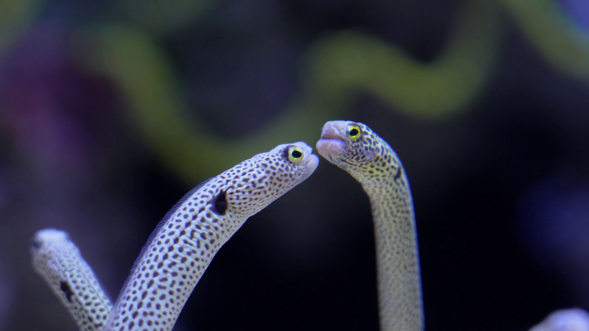 Two Eels Interact In Vibrant Underwater Stock Footage SBV-352045035 ...