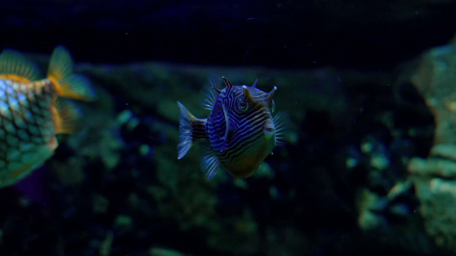 Colorful Fish Swimming Gracefully In Ocean Stock Footage SBV-352044659 ...