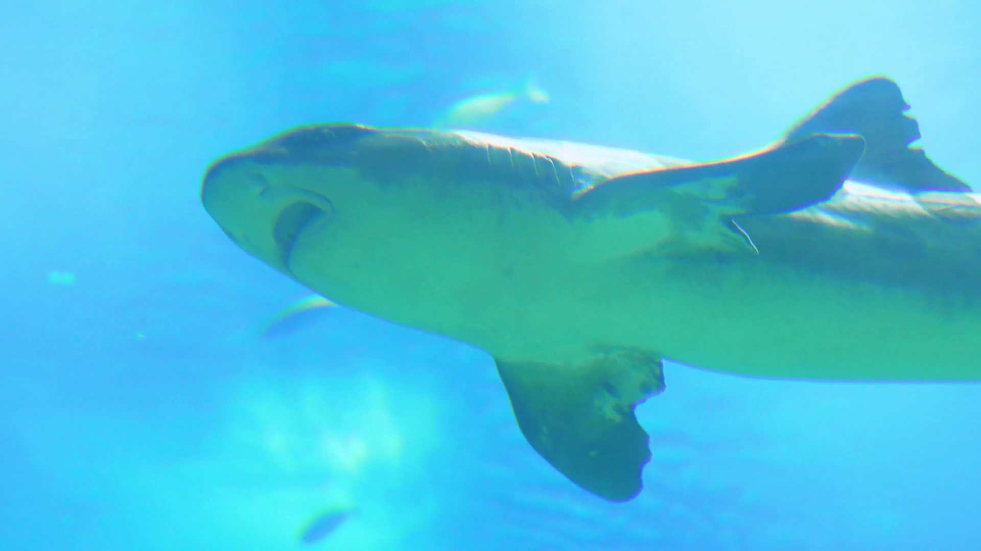 Big Fish Swimming Gracefully In Clear Blue Stock Footage SBV-352044750 ...