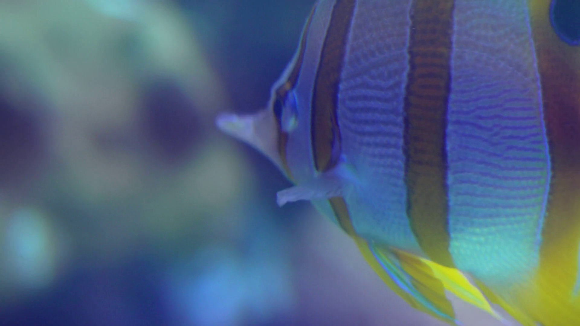 Colorful Striped Fish Swims Gracefully In Stock Footage SBV-352044766 ...