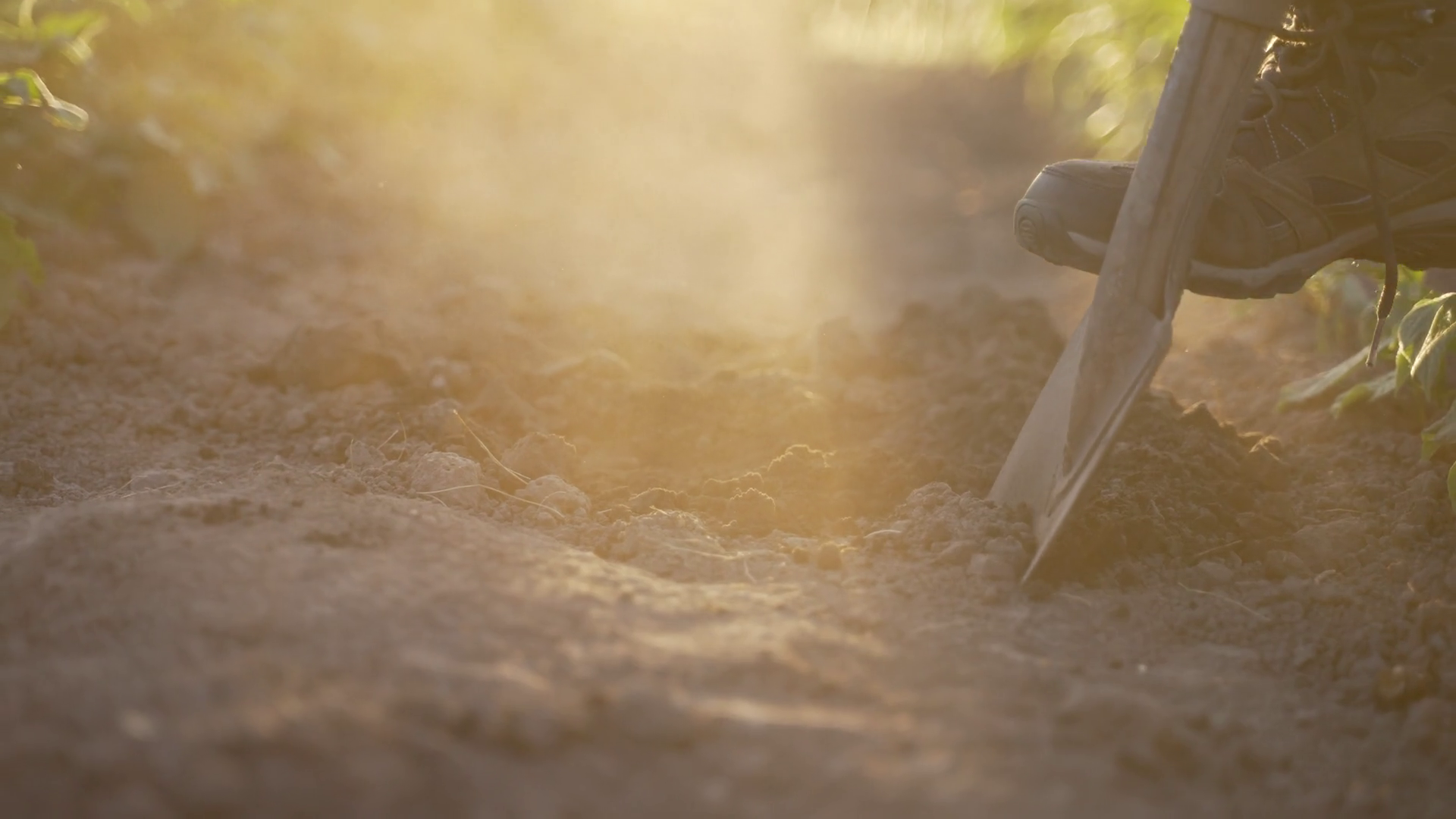 Close Up Woman Working In Garden Shoveling Stock Footage SBV-347050592 ...