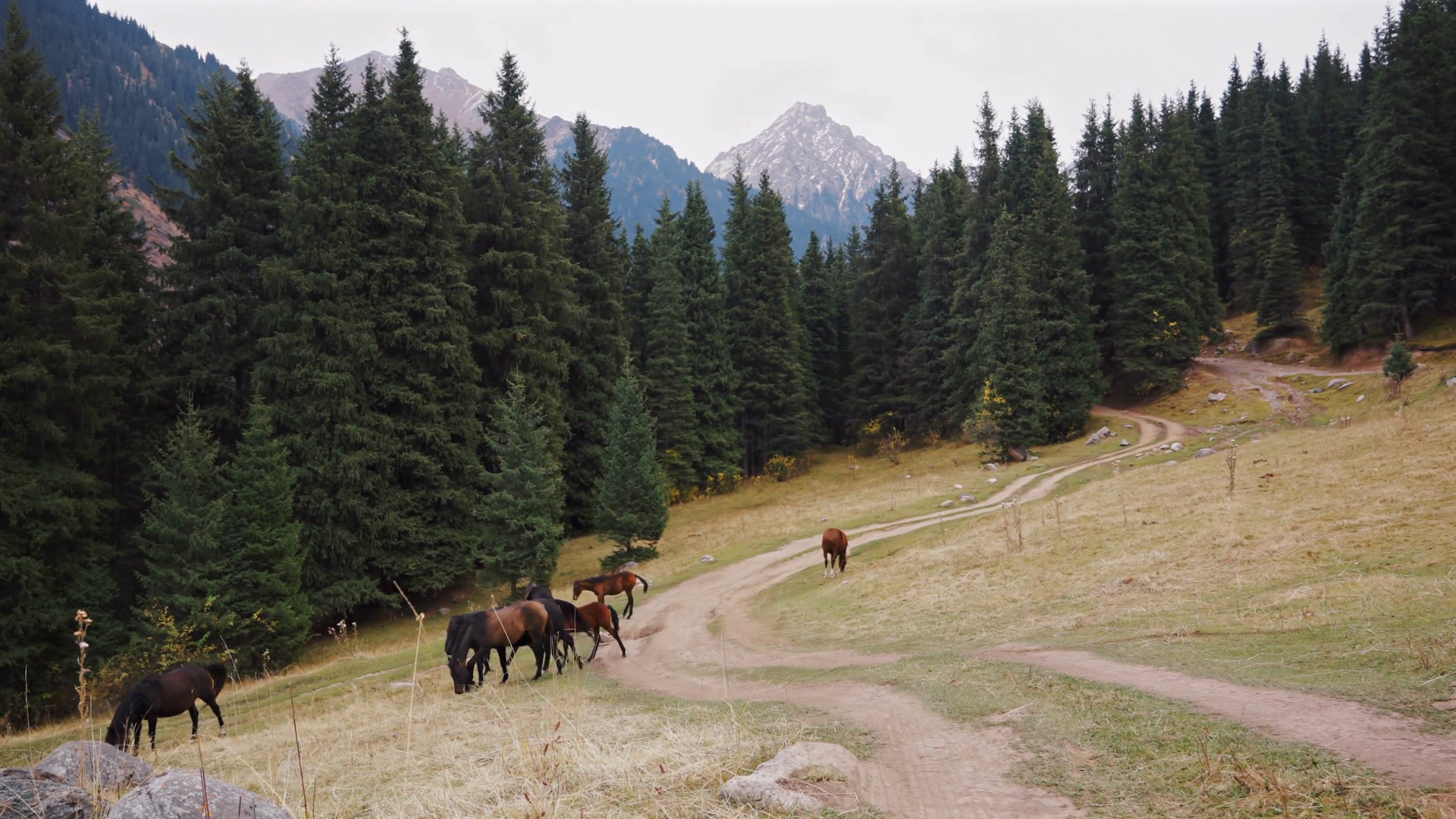 Wild Horses In Alpine Valley Among Spruce Stock Footage SBV-353338882 ...