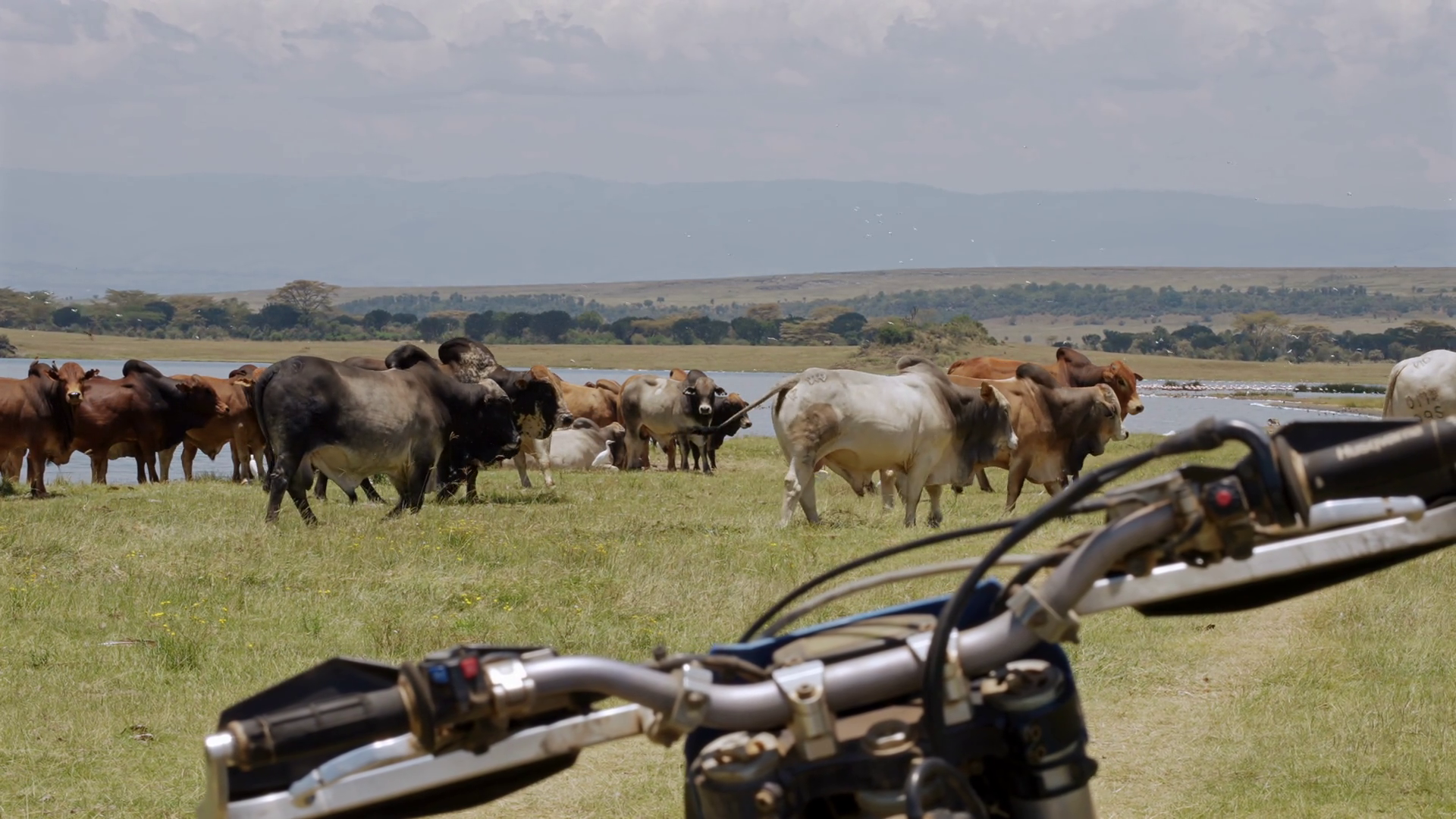 Zebu Herd Lake Kenya Motorcycle View Stock Footage SBV-353250955 ...