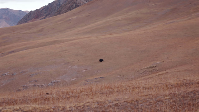 Slope | Animals stock footage - Storyblocks