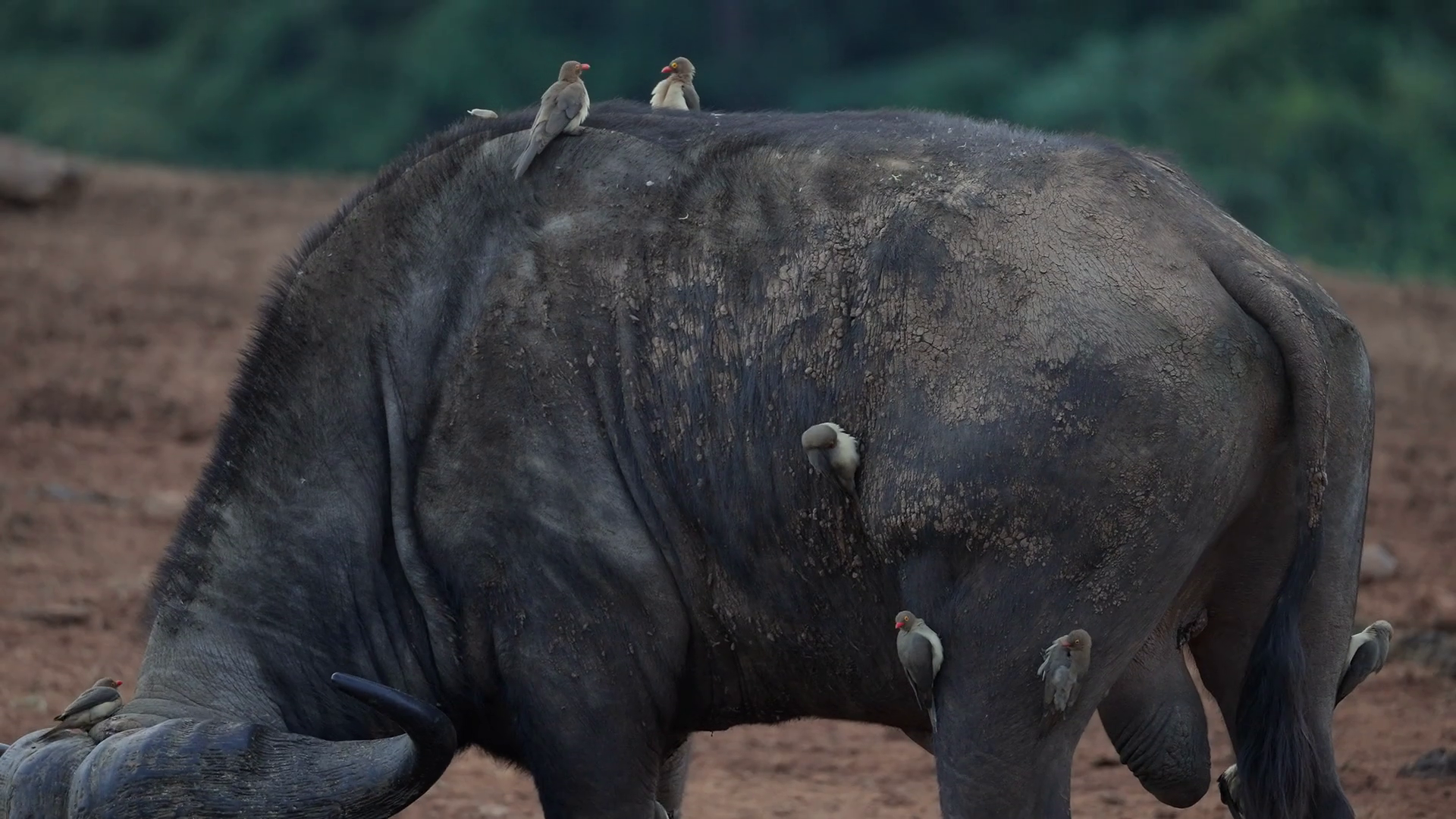 Oxpecker Birds Sitting On African Buffalo In Stock Footage SBV ...