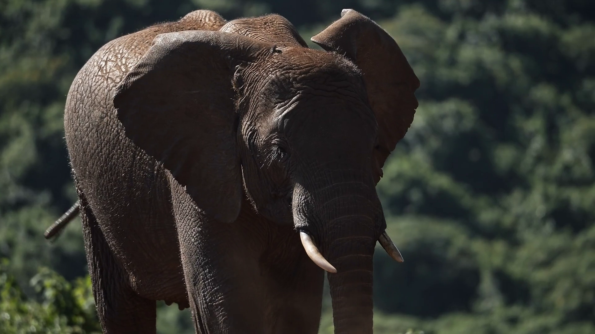 Closeup African Elephant In Kenyan Savanna Stock Footage SBV-353104125 ...