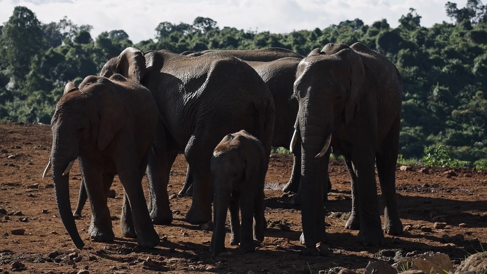 Baby Elephant With Herd In African Wilderness Stock Footage SBV ...