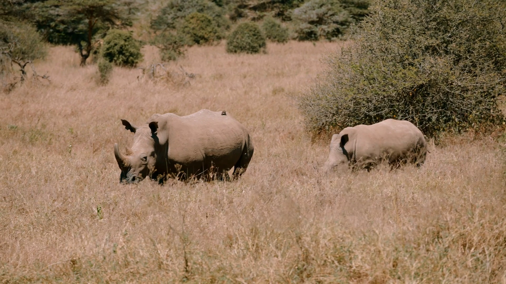 Adult Baby Rhino In Open Grassland Stock Footage SBV-352868335 ...