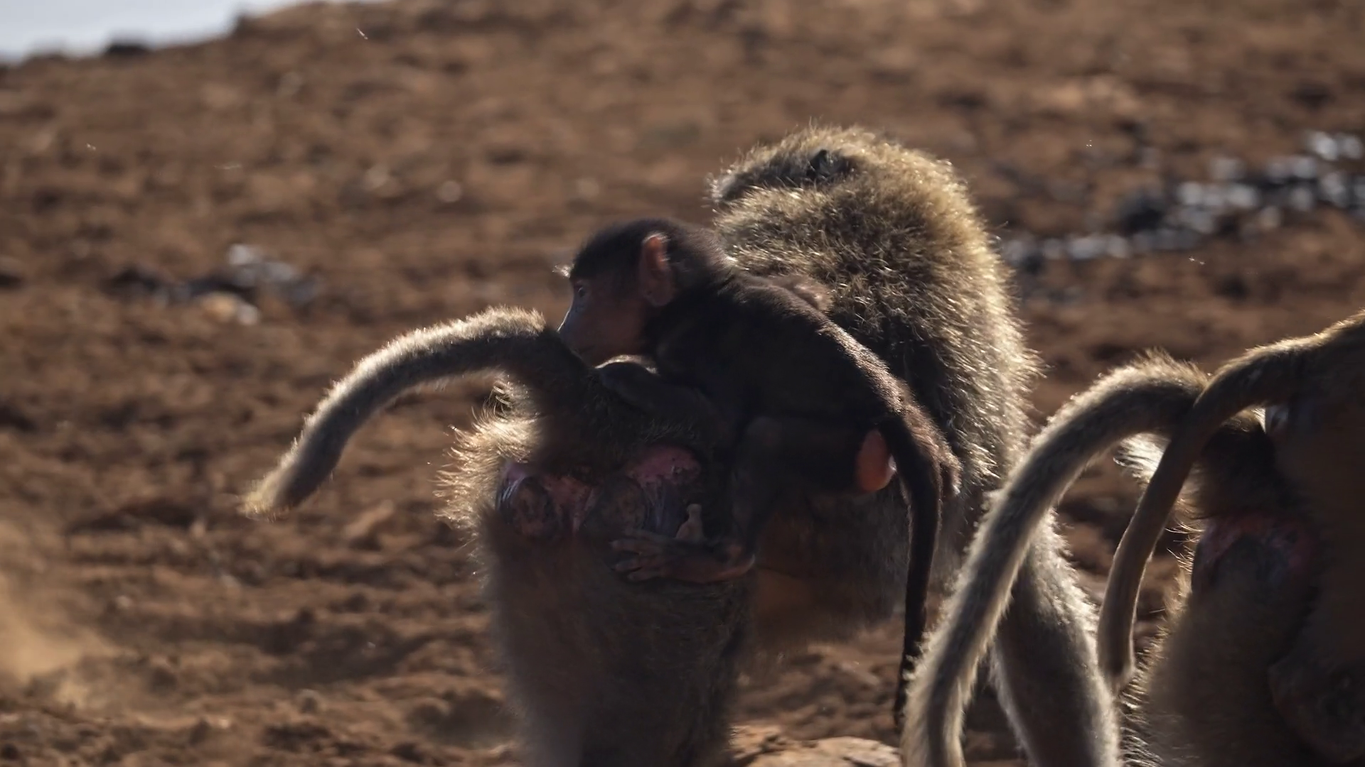 Baby Baboon Climbing Onto Mothers Back Stock Footage SBV-353116369 ...
