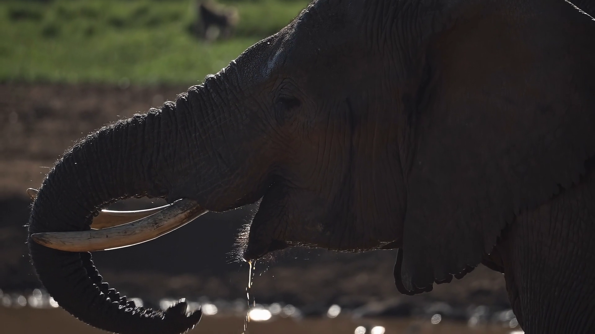 Elephant Trunk Taking Water Close-up African Stock Footage SBV ...