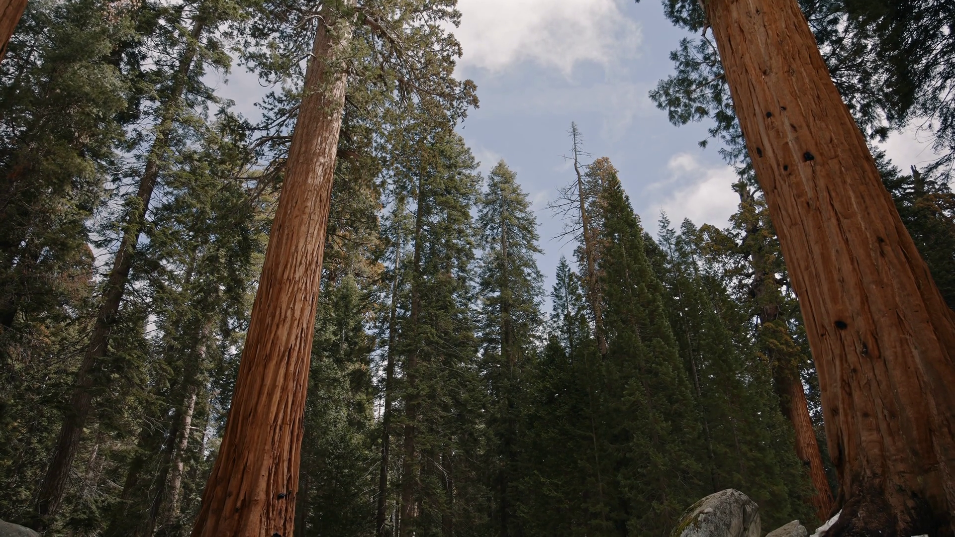 Giant Sequoia Trees Pine Forest Sequoia Stock Footage SBV-352868497 ...