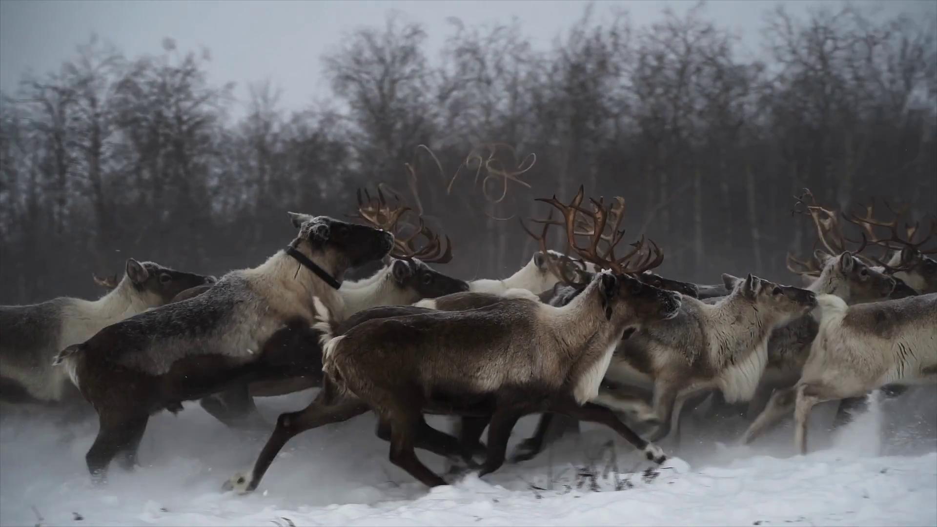 Running Reindeer Herd Herder Throwing Lasso Stock Footage SBV-352947413 ...