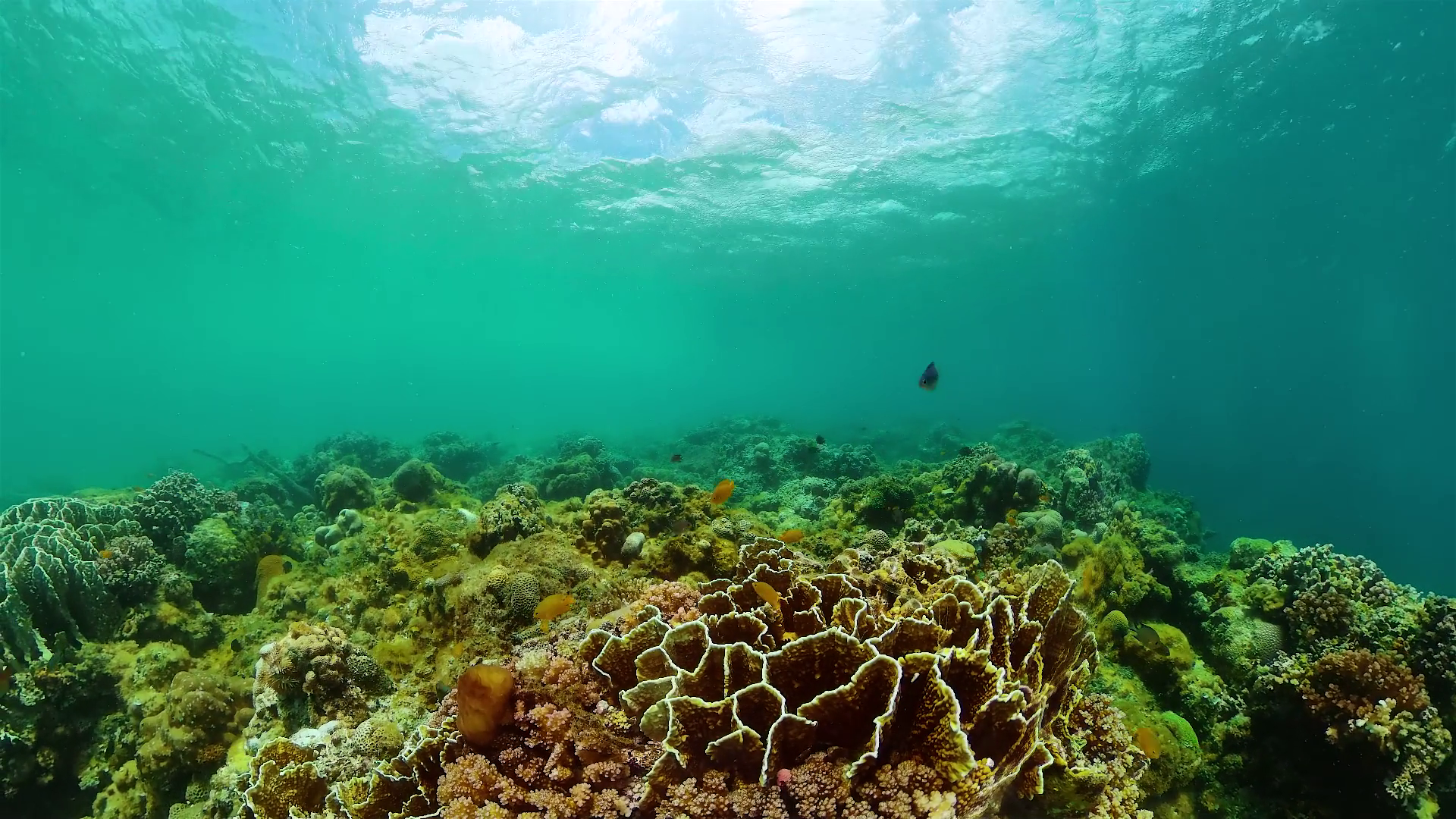 Reef Tropical Fish Marine Life Corals Fish Stock Footage SBV-352275001 ...
