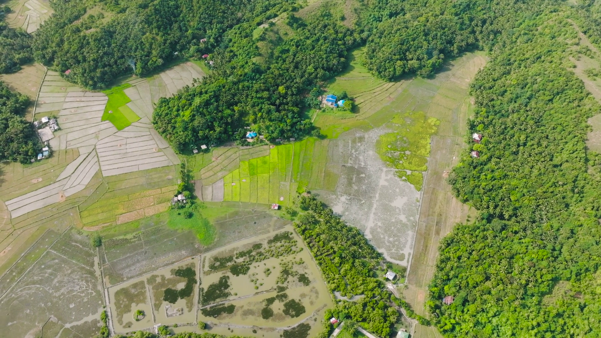 Farmland Divided Into Plots Surrounded Dense Stock Footage SBV ...