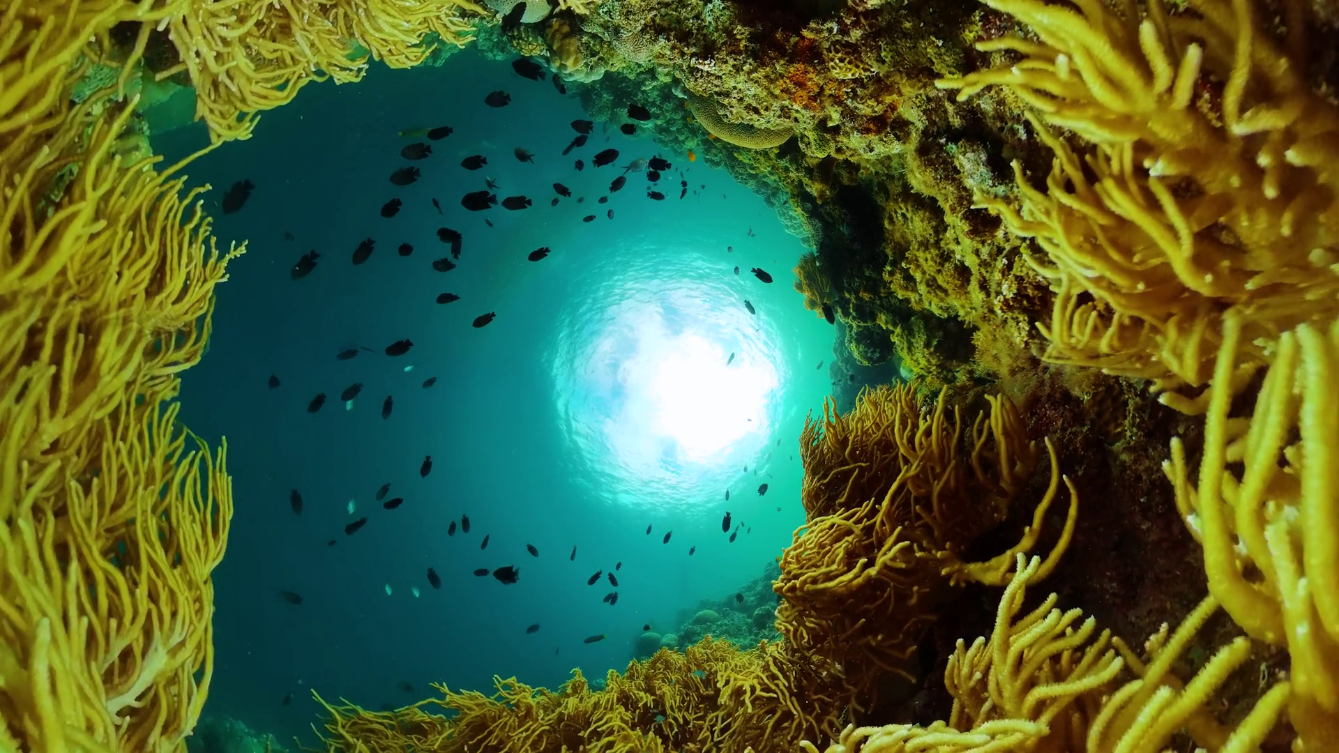 Marine Life Scene Beautiful Diverse Corals Stock Footage SBV-353008428 ...