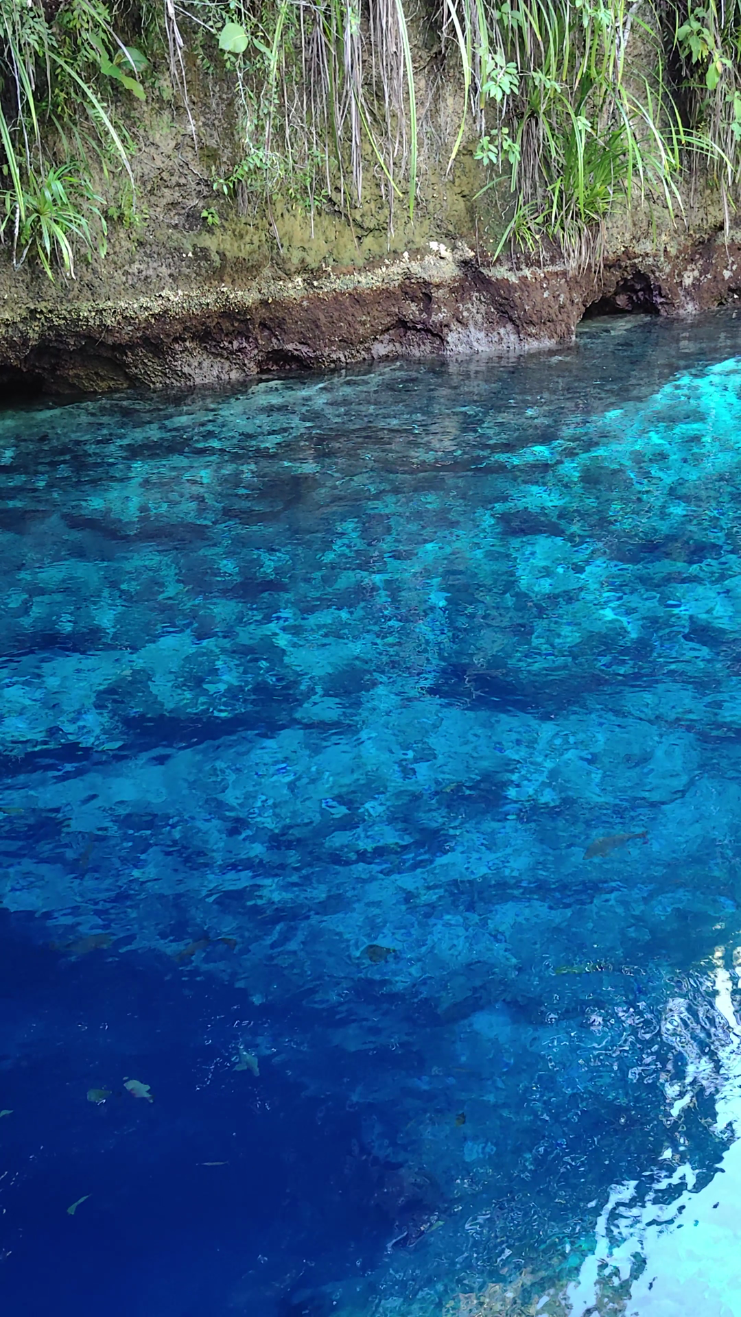 A Deep Spring River With Fishes Surrounded Stock Footage SBV-353192135 ...