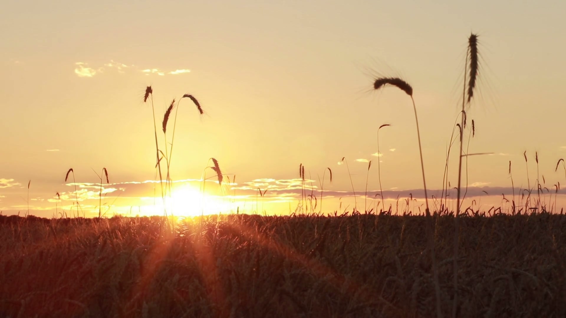Colorful Sunset Over Golden Wheat Field In Stock Footage SBV-316334006 ...