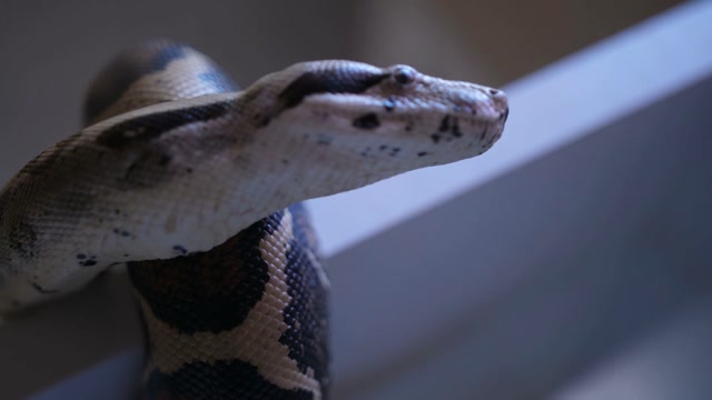 Python Snake Stock Footage: Royalty-Free Video Clips - Storyblocks