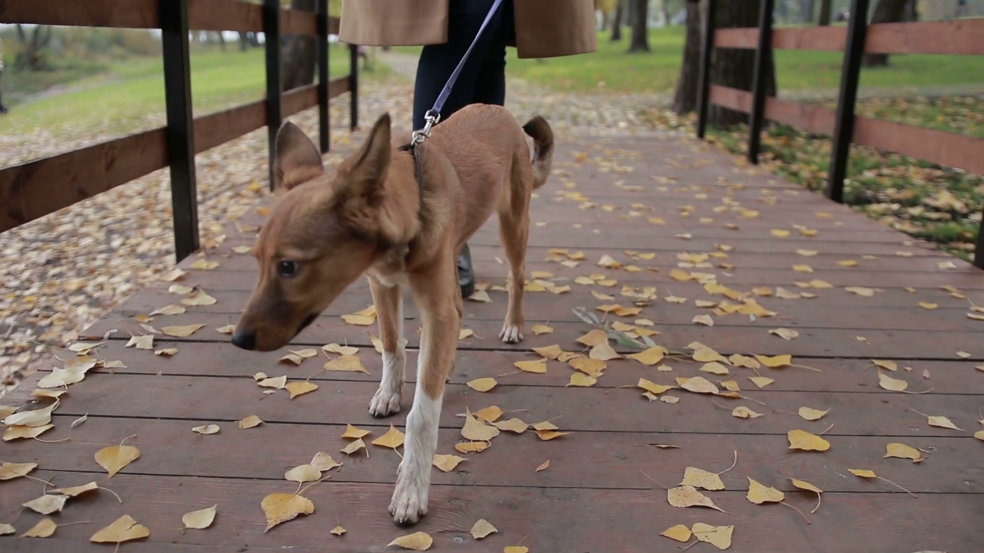 Person With Adorable Dog Strolling On Bridge Stock Footage SBV ...
