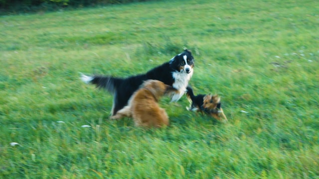 Digital Air Strike Dog Fight Stock Footage: Royalty-Free Video Clips ...