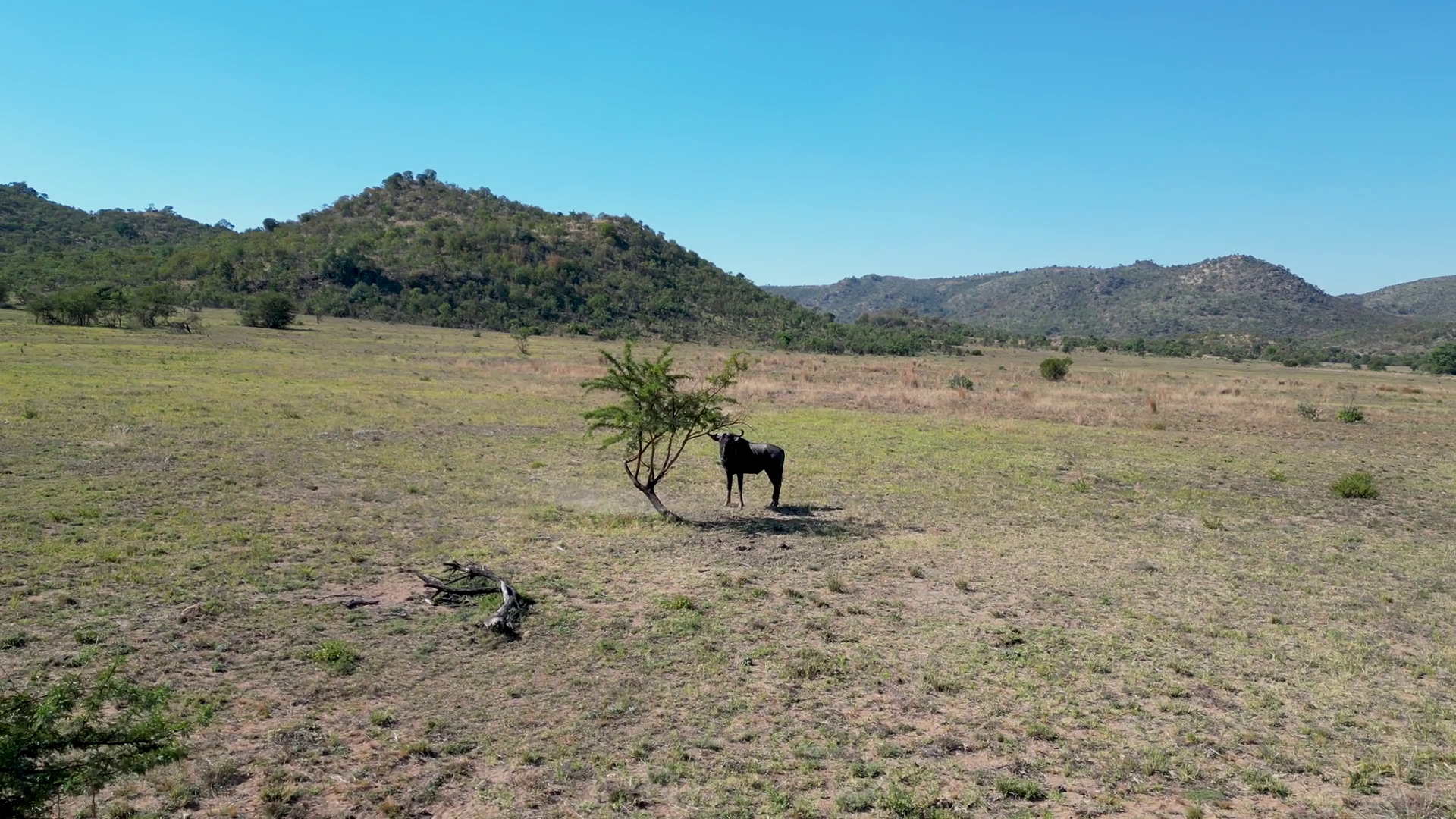 Wild Wildebeest In Rustenburg North West Stock Footage SBV-352209569 ...