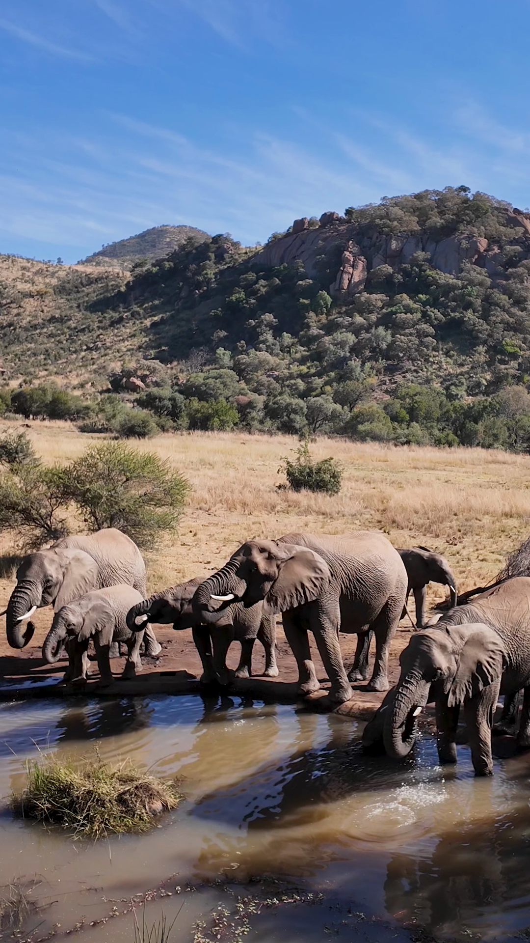Wild Elephants At Rustenburg In North West Stock Footage SBV-353040866 ...