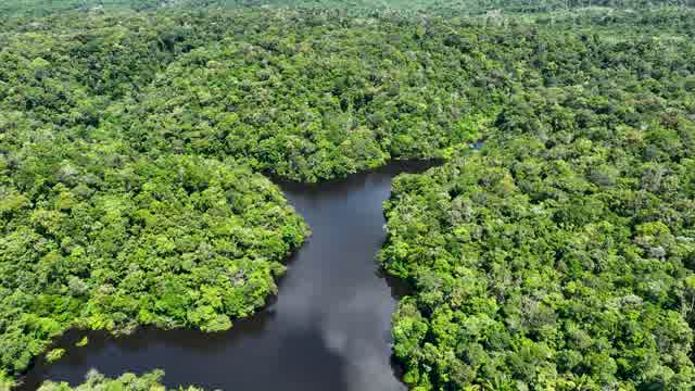 Amazon Forest Brazil Stock Footage: Royalty-Free Video Clips - Storyblocks
