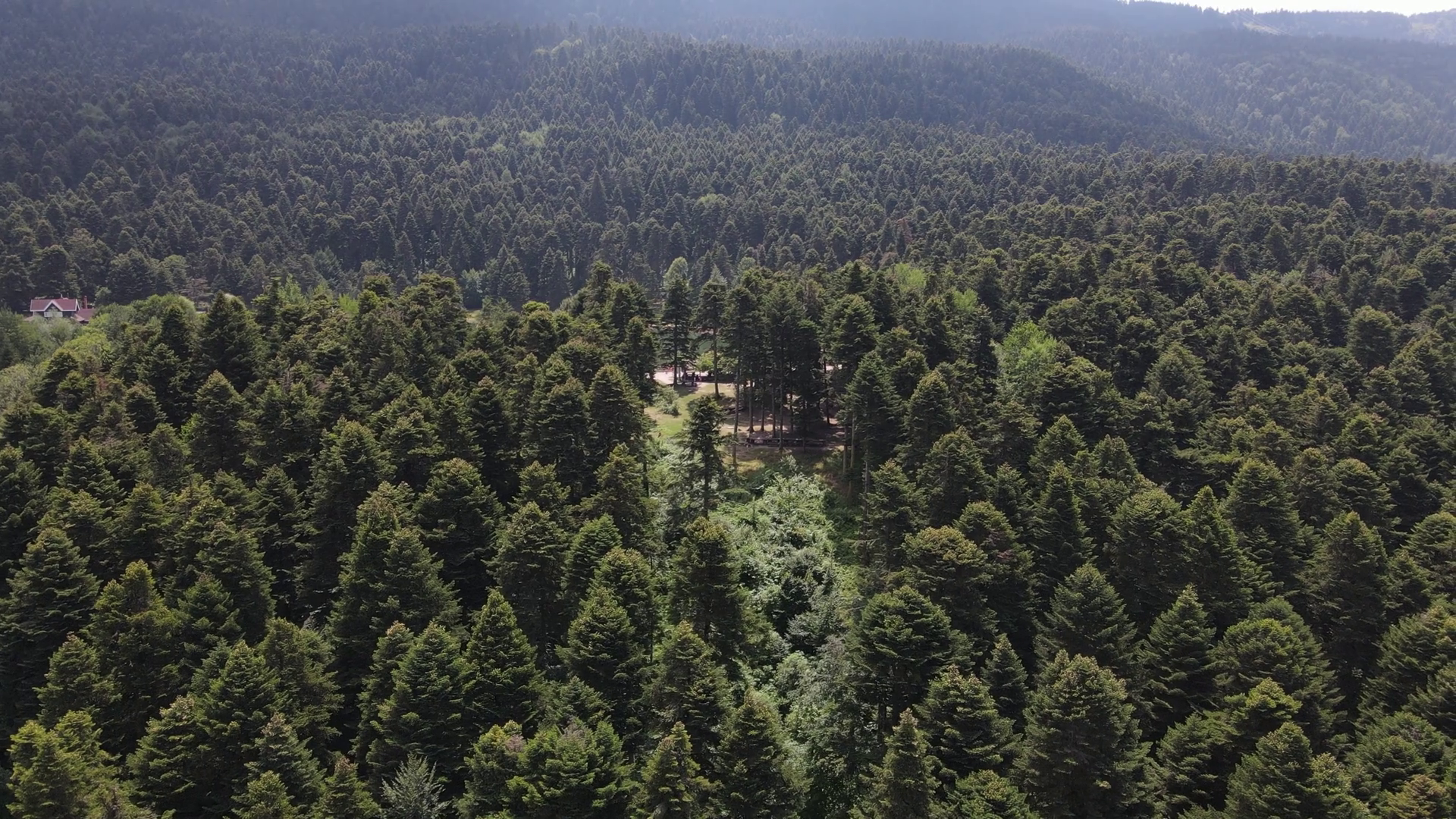 Aerial View Of Forest Drone Shot Flying Over Stock Footage SBV ...