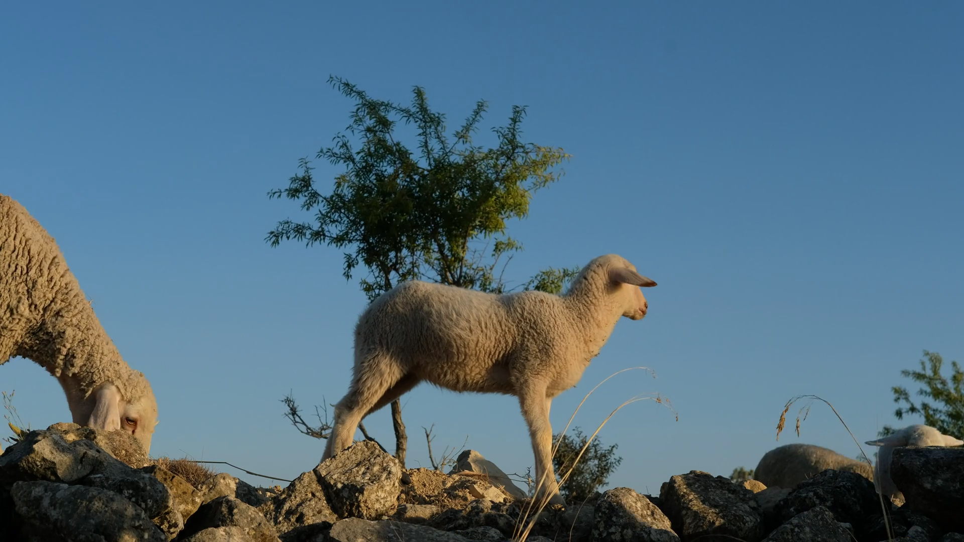 Flock Of Lamb Sheep On Stones Woolly Lambs Stock Footage SBV-347640702 ...