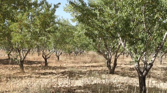 Cyprus Trees Stock Footage: Royalty-Free Video Clips - Storyblocks