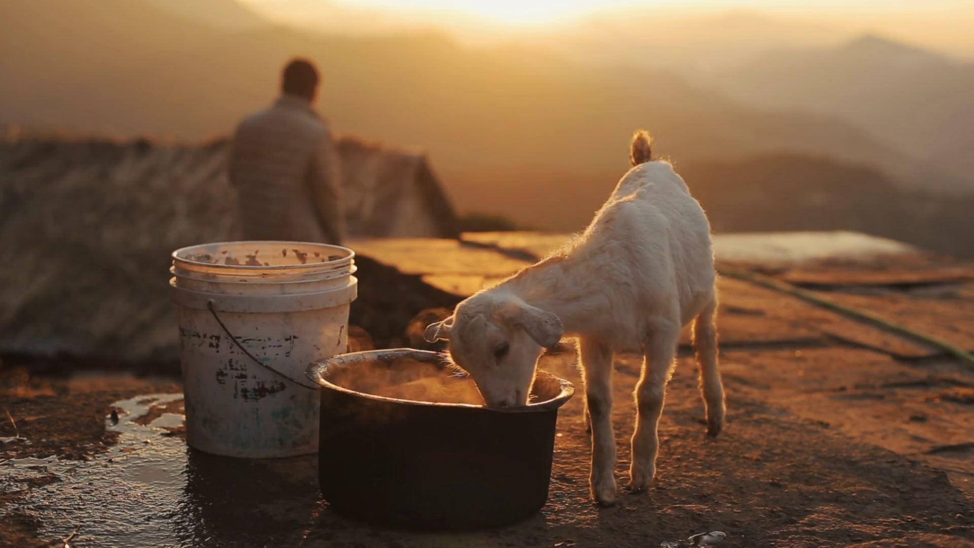 Serene Scene: Goat Enjoying Bucket Meal In Stock Footage SBV-338319058 ...