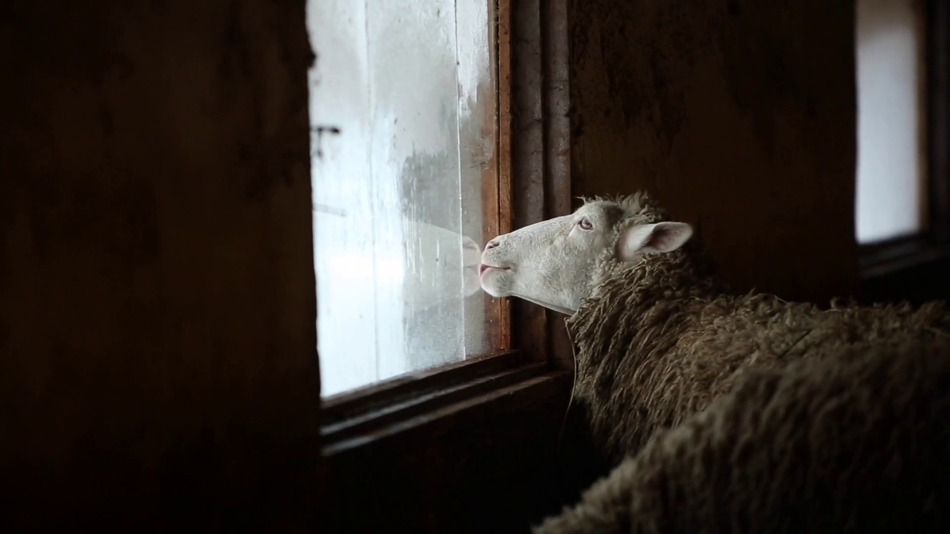 Adorable Sheep Licking Window On Farm In Stock Footage SBV-332786815 ...