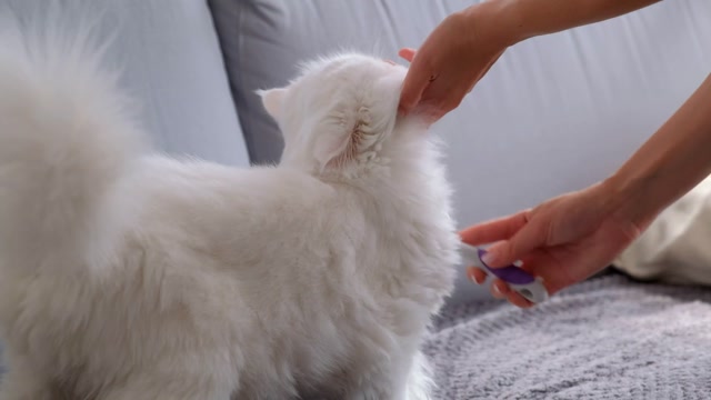 Cat Kneading Stock Footage: Royalty-Free Video Clips - Storyblocks