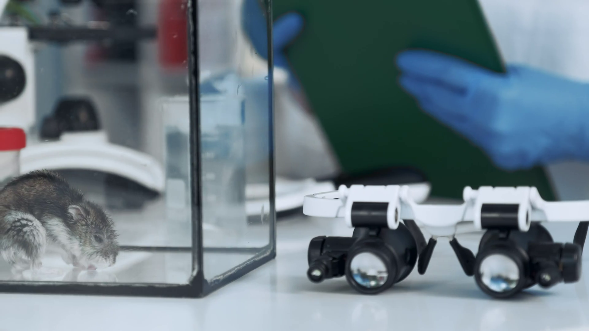 Close-up View Of Hamster In Glass Container Stock Footage SBV-338527860 ...