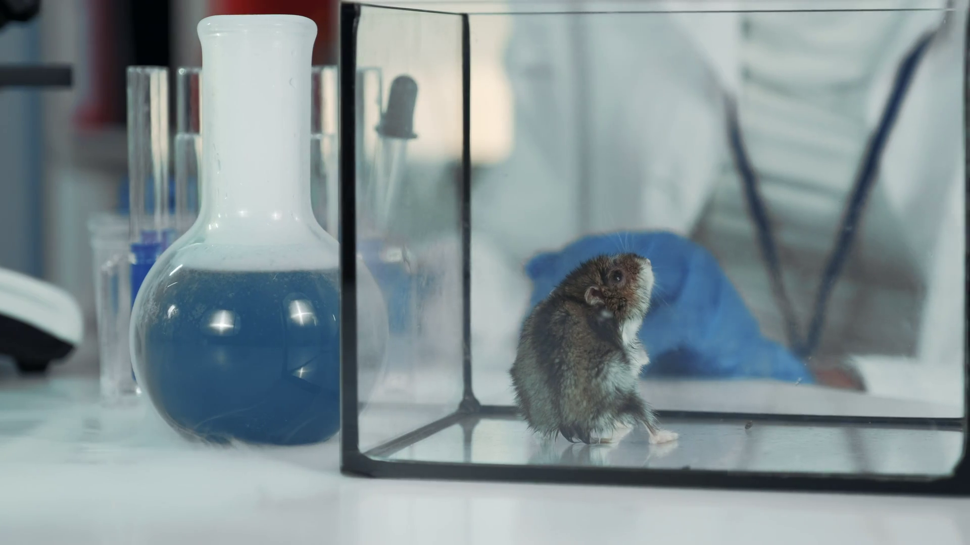 Experiment With Mouse In Modern Chemistry Stock Footage SBV-338530008 ...