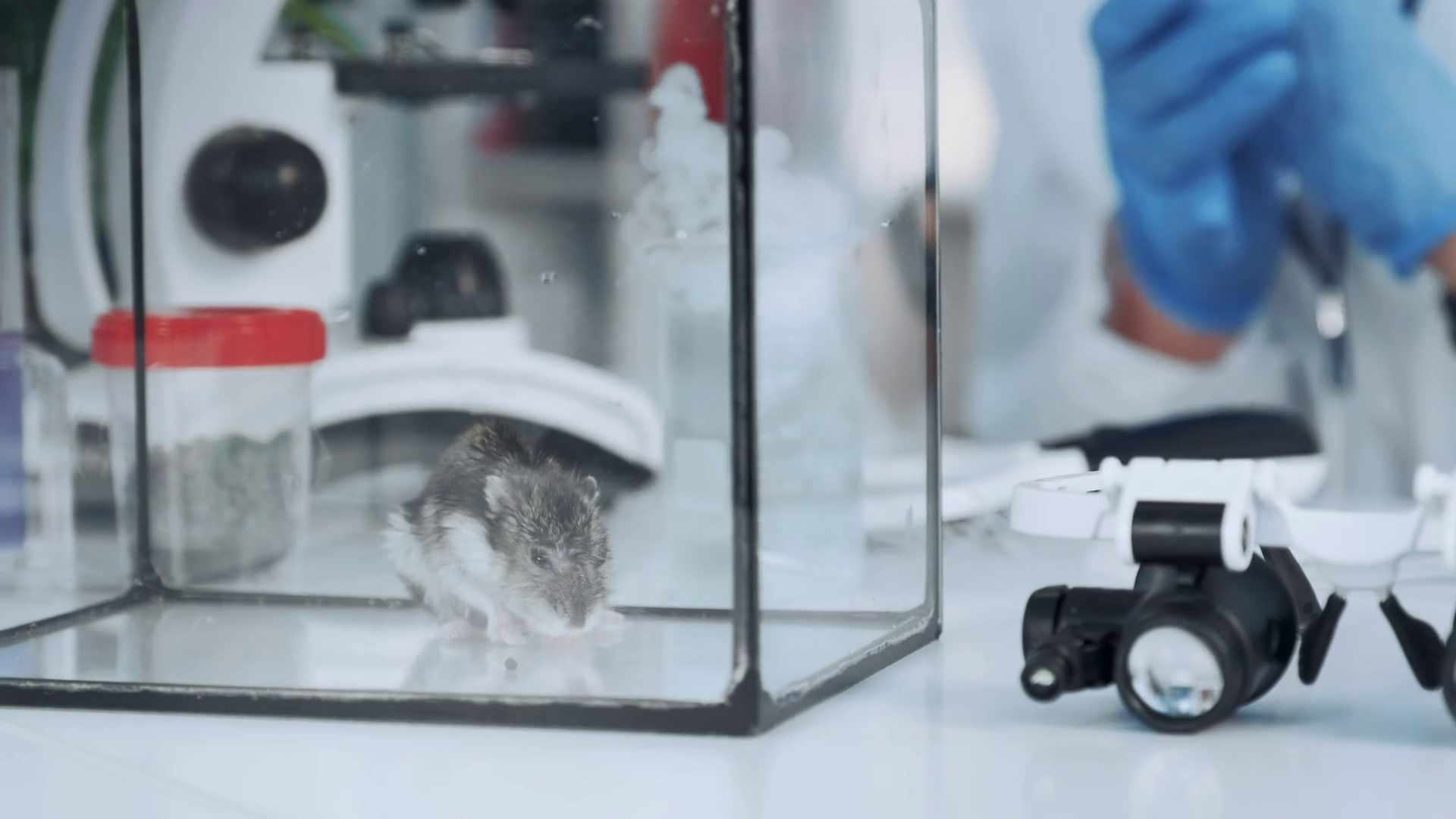 Lab Hamster In Glass Container On Working Stock Footage SBV-338531915 ...