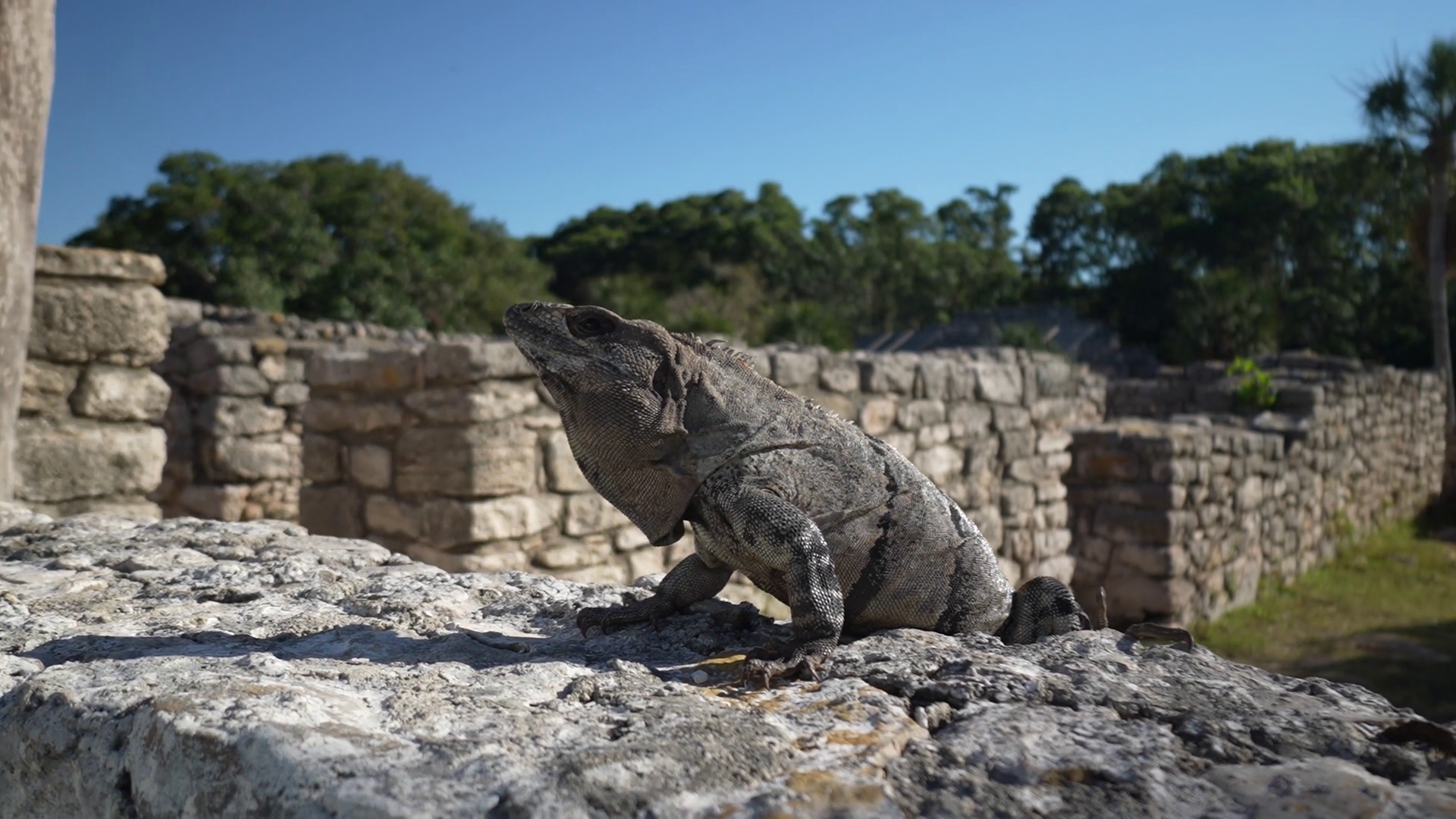 Large Lizard On Steps Of Mayan Ruins In Stock Footage SBV-352759689 ...