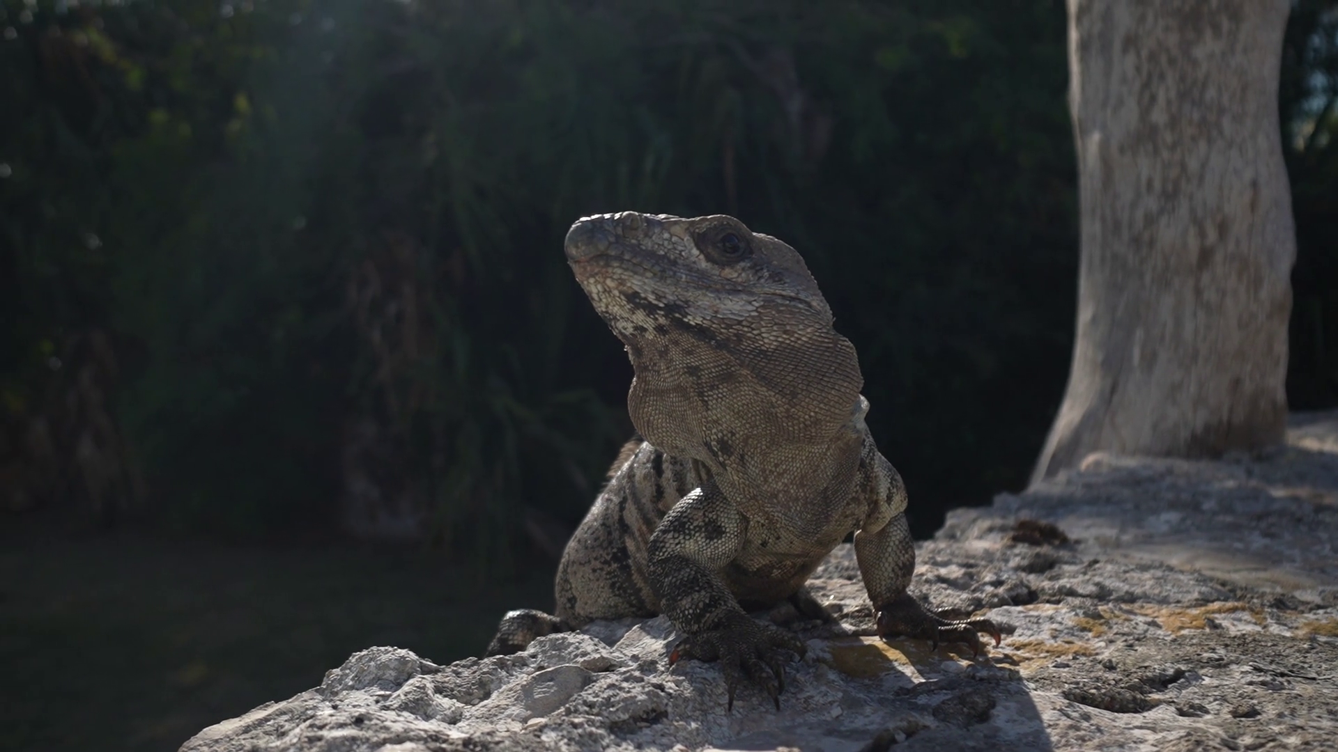 Large Lizard On Steps Of Mayan Ruins In Stock Footage SBV-352759690 ...