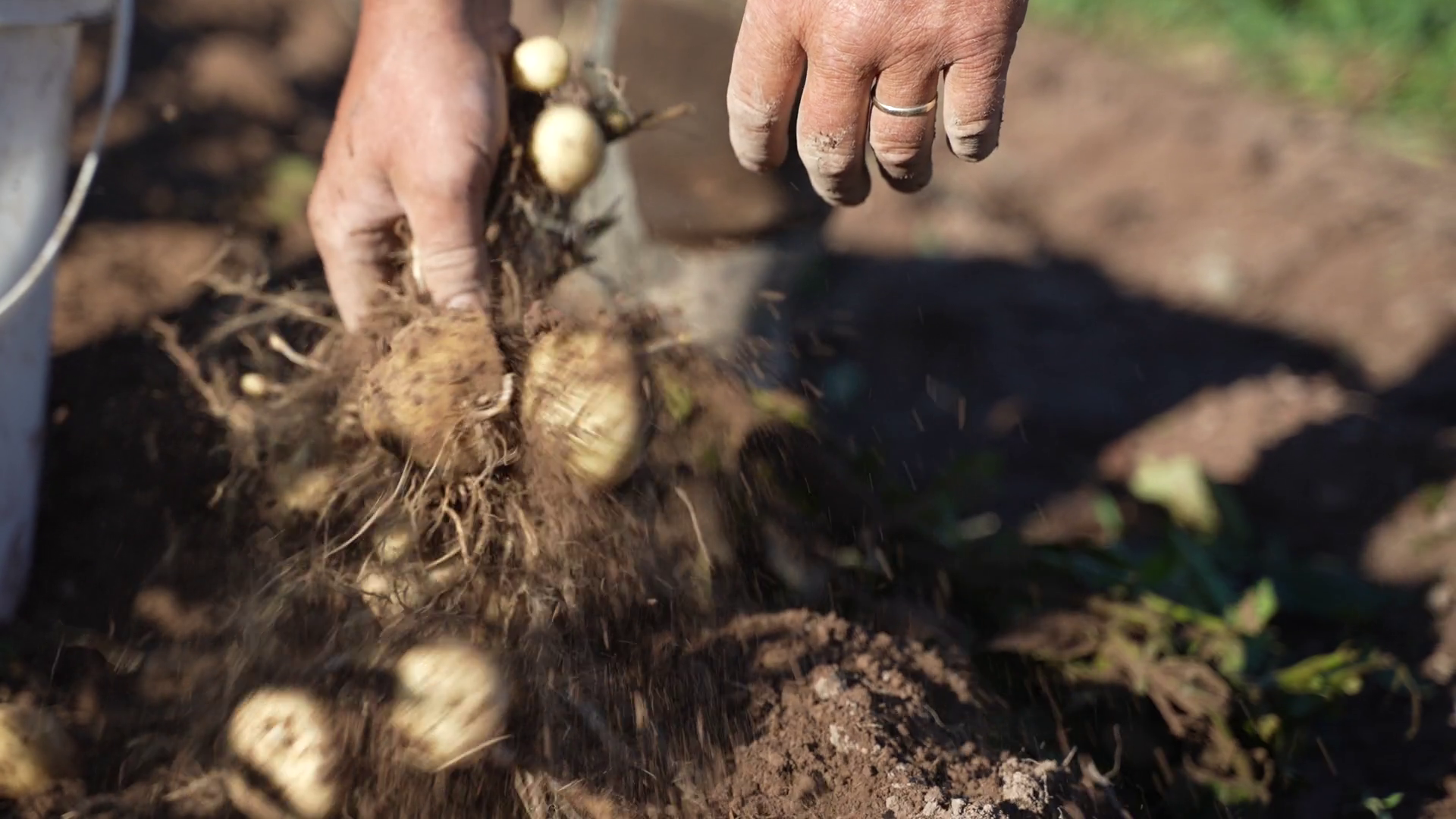 Closeup Of Farmers Hand Pulling Potatoes Out Stock Footage SBV ...