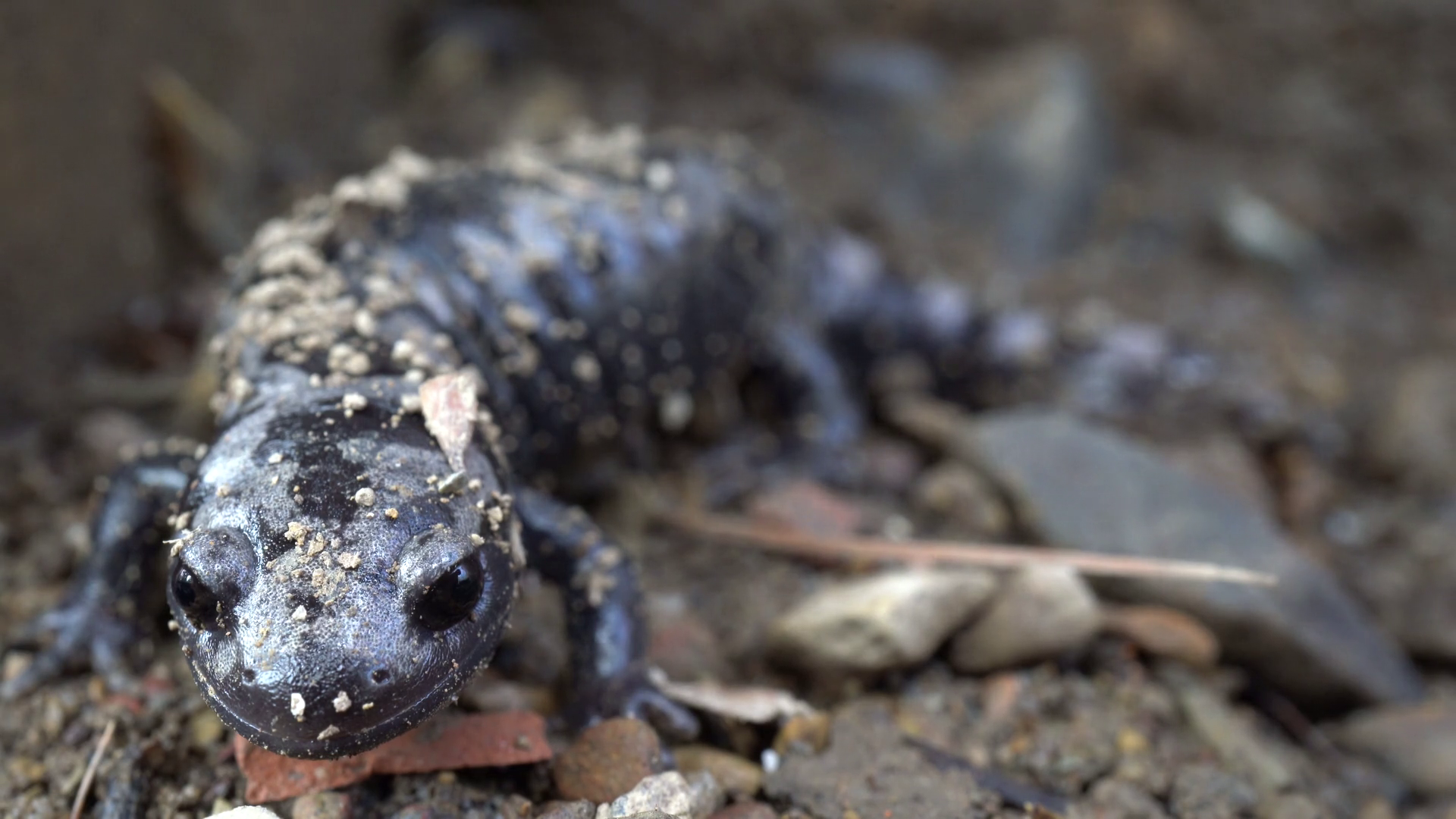 Closeup Of Spotted Salamanders Head Shot Stock Footage SBV-353015822 ...