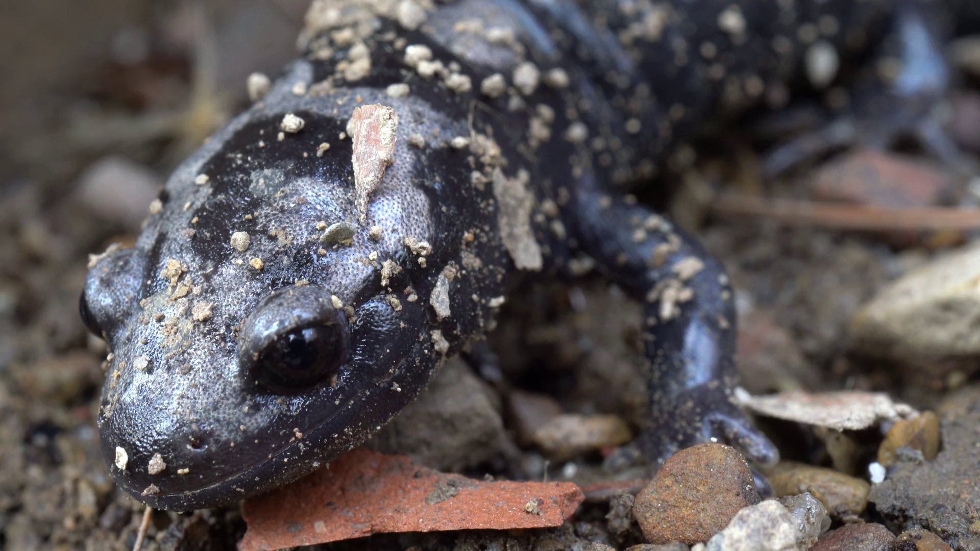 Extreme Closeup Of Spotted Salamanders Head Stock Footage SBV-353015824 ...