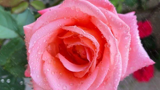 English Rose Stock Footage: Royalty-Free Video Clips - Storyblocks
