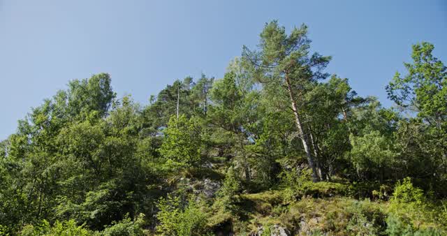 Natural Habitat Prop Stock Footage: Royalty-Free Video Clips - Storyblocks