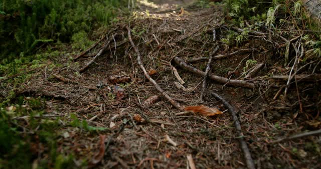 Ecosystem Damage Stock Footage: Royalty-Free Video Clips - Storyblocks