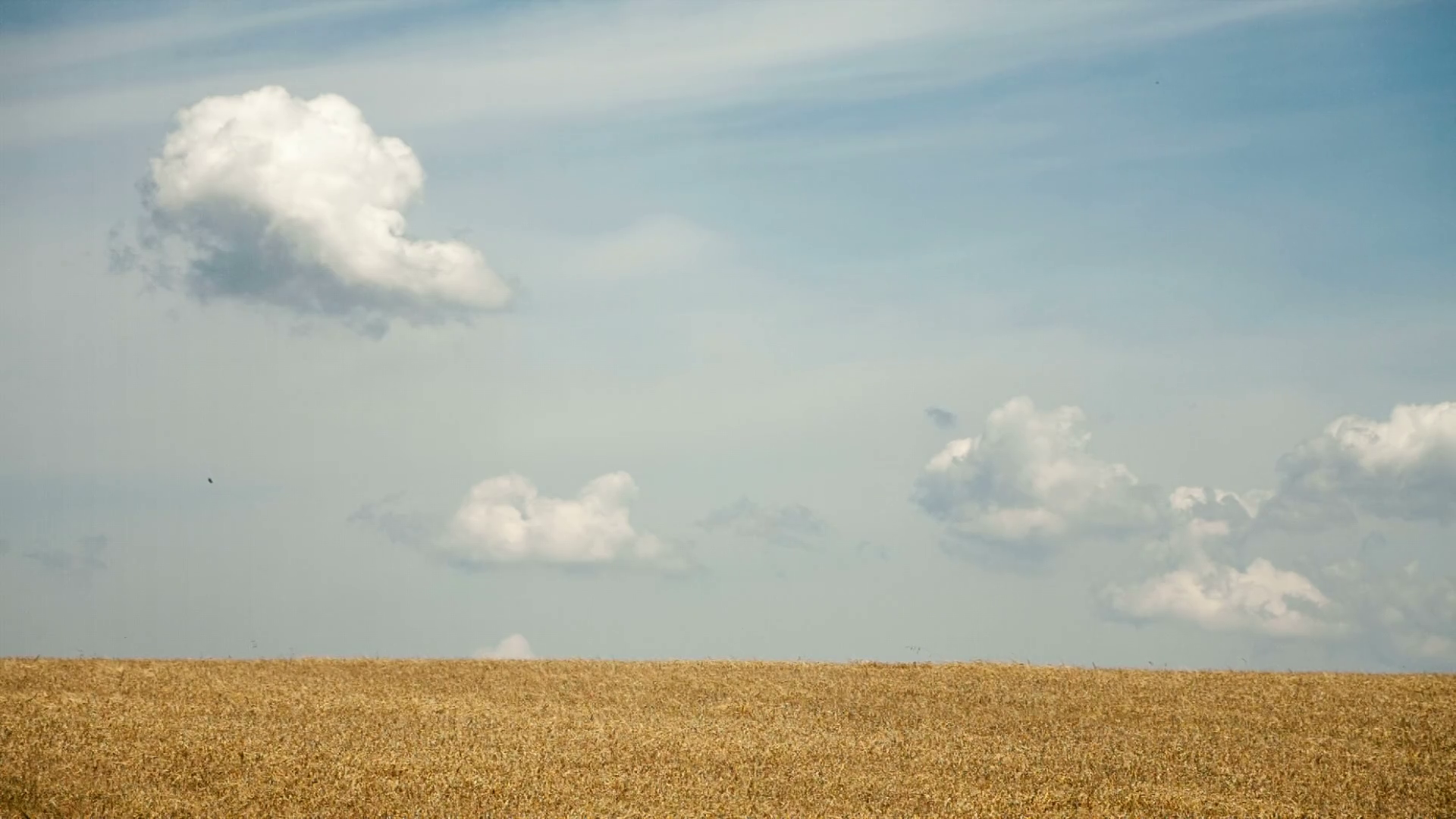 Cloudy Sky Over Golden Field Stock Footage SBV-347614926 - Storyblocks